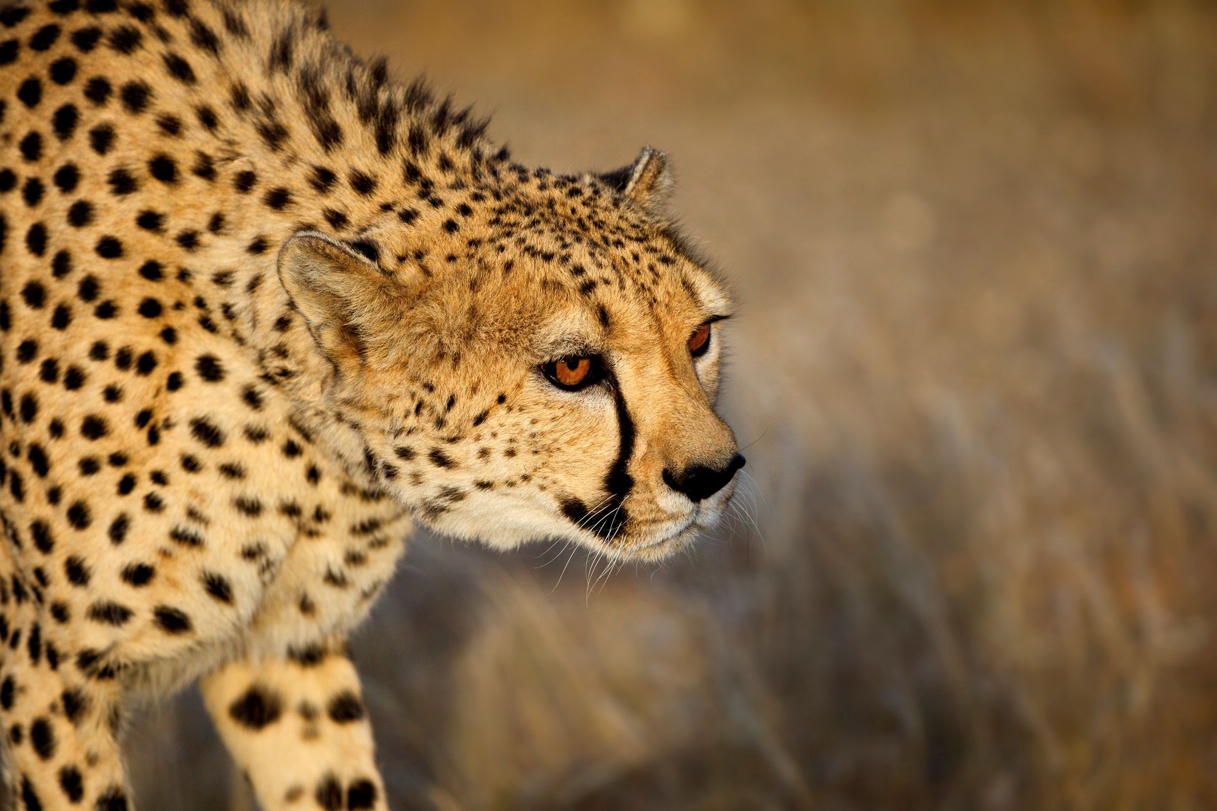 Namibia eVisa Guide for Botswana Travellers