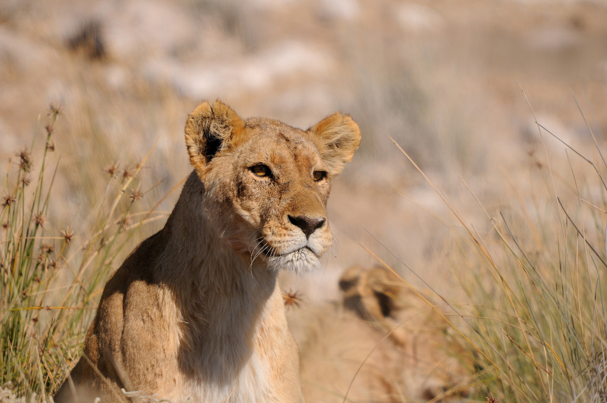 A Guide to the Namibia eVisa for Tourists from the United Kingdom