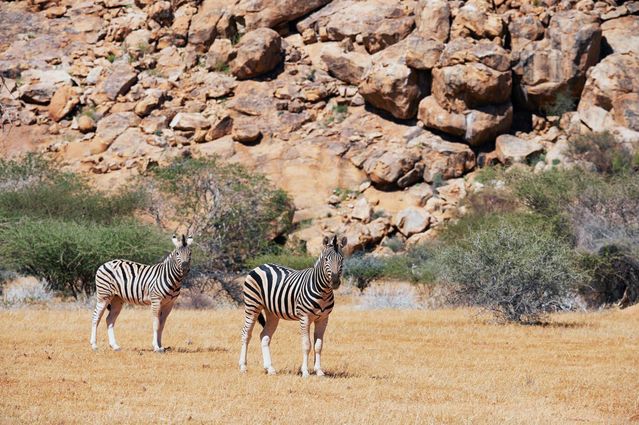 A Perfect Guide To Plan Your Namibia: Here Is Everything You Need To ...